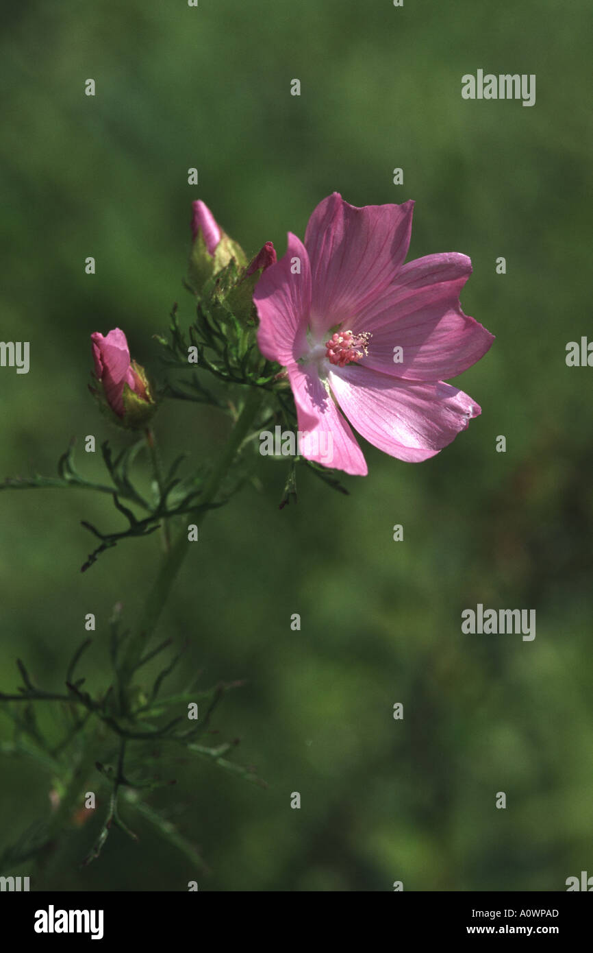 Malva moschata mallow hi-res stock photography and images - Alamy