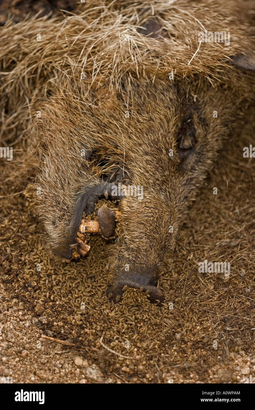 Maggots dead animal hi-res stock photography and images - Alamy