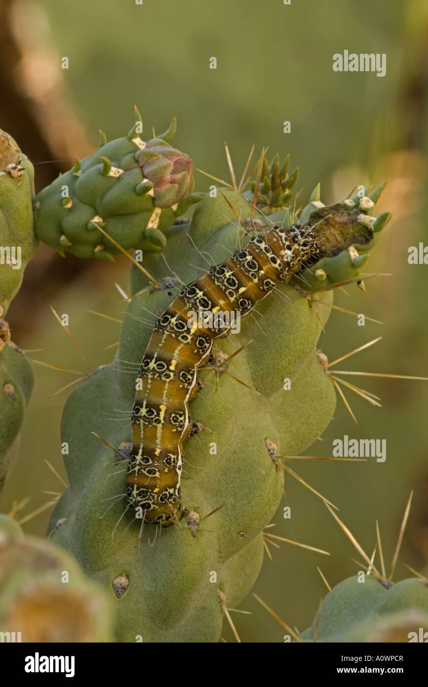 Cactus moth larvae hi-res stock photography and images - Alamy
