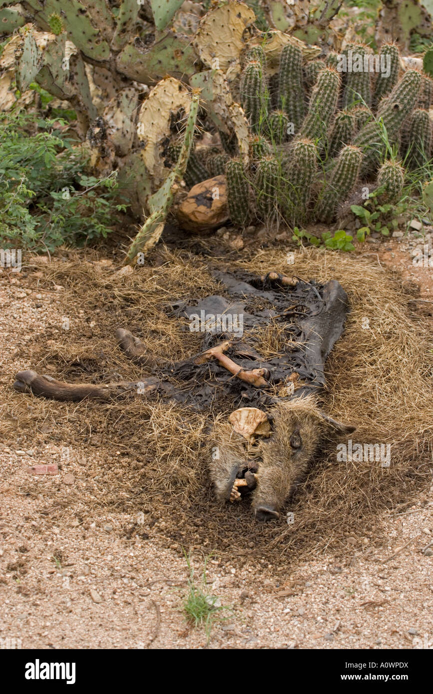 Maggots dead animal hi-res stock photography and images - Alamy