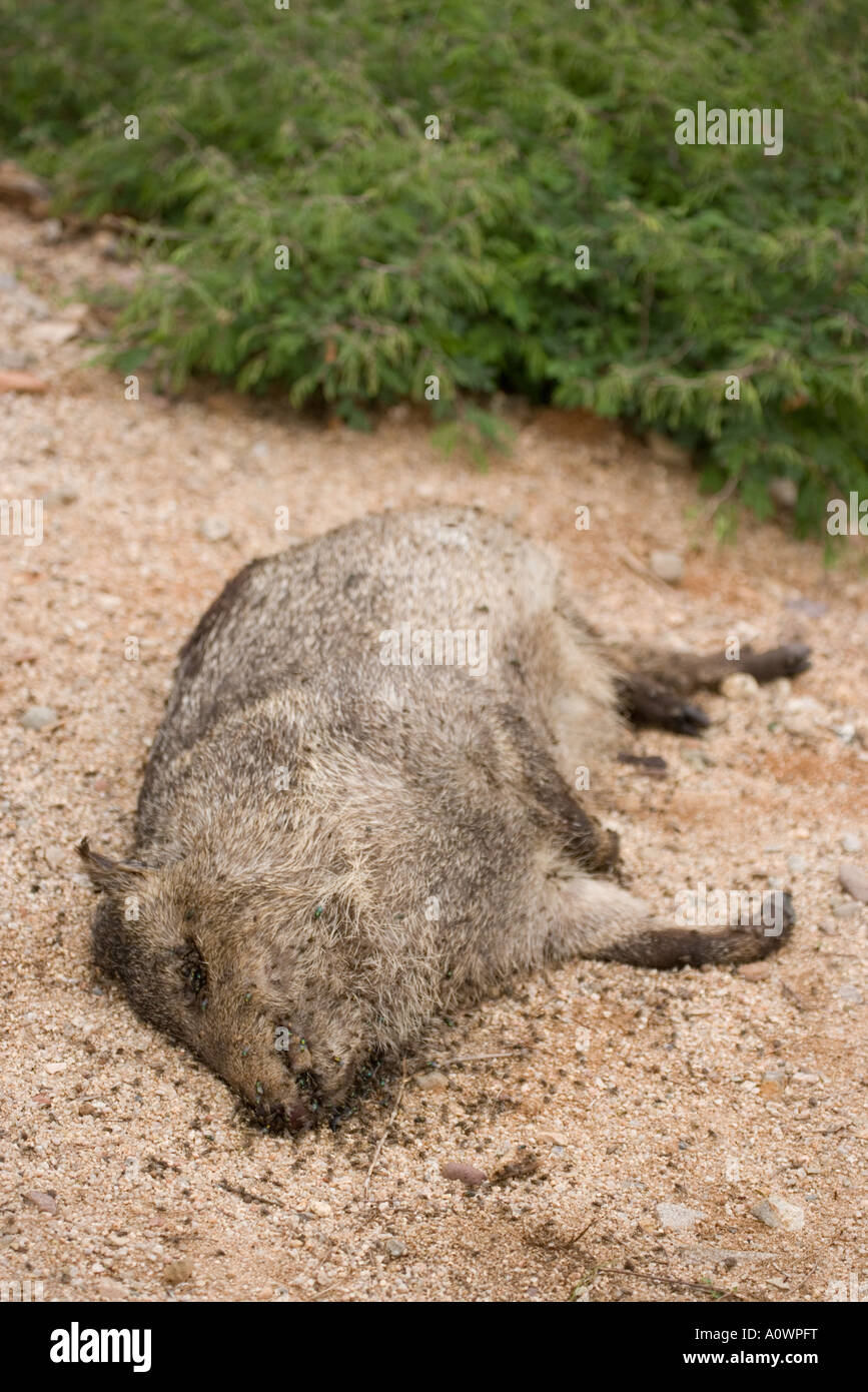 Maggots dead animal hi-res stock photography and images - Alamy