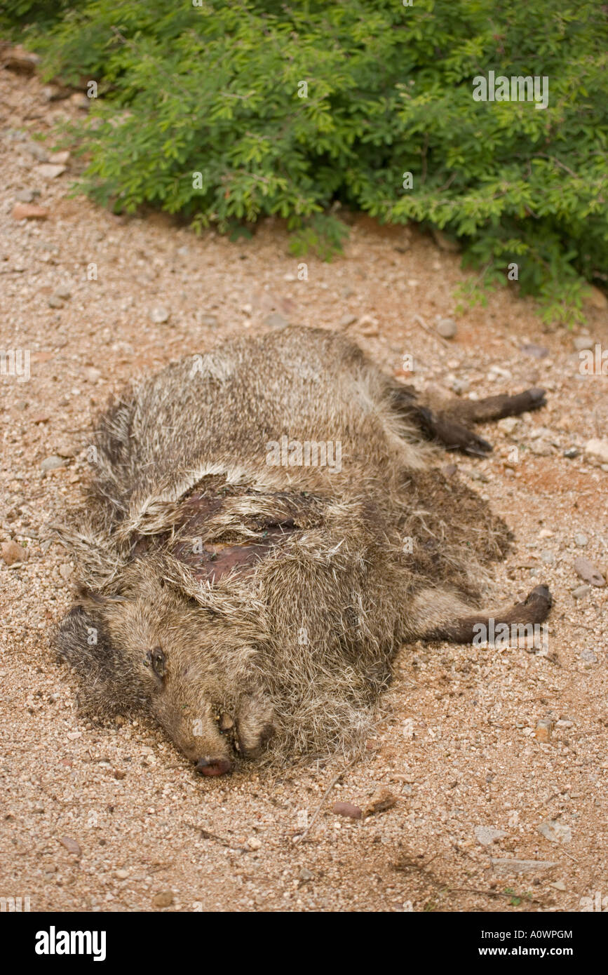 Maggots dead animal hi-res stock photography and images - Alamy