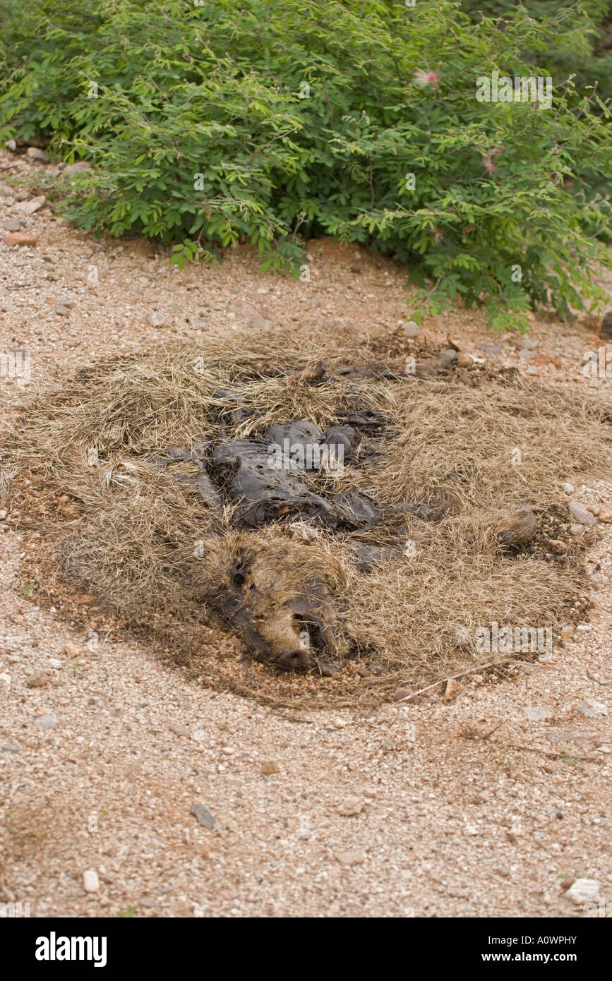 Maggots dead animal hi-res stock photography and images - Alamy