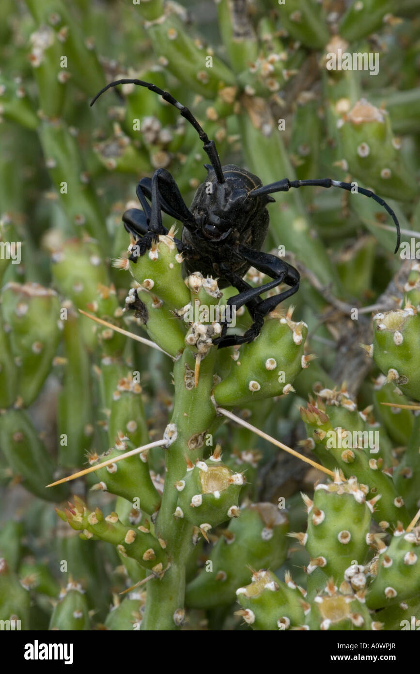 Cactus longhorned beetle hi-res stock photography and images - Alamy