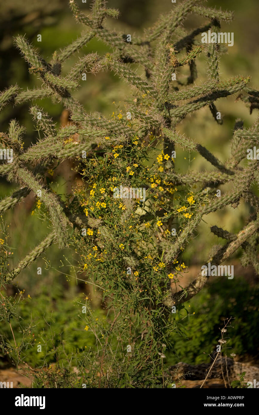 Desert Vine Janusia gracilis with Cholla Cactus Opuntia spp Sonoran ...