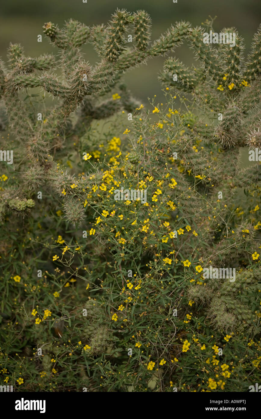 Desert Vine Janusia gracilis with Cholla Cactus Opuntia spp Sonoran ...