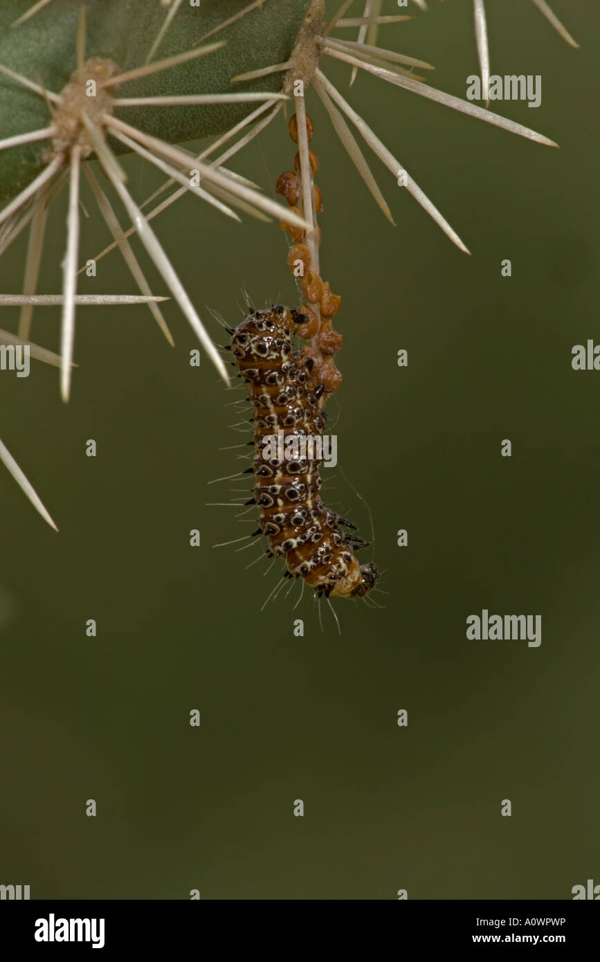 Cactus moth larvae hi-res stock photography and images - Alamy