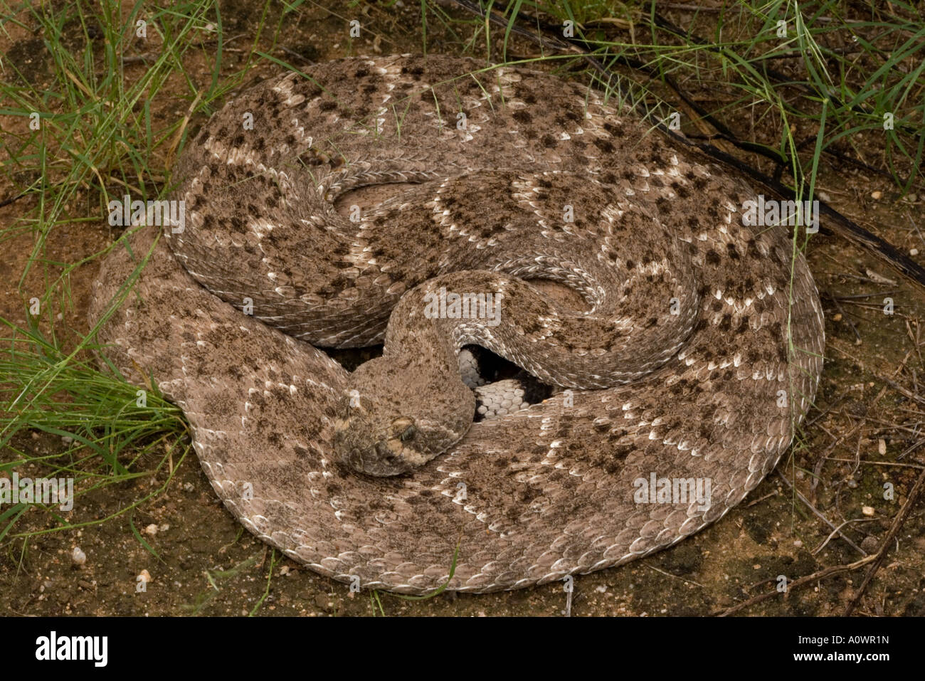 Western Diamondback Rattlesnake Crotalus atrox Sonoran Desert Arizona ...