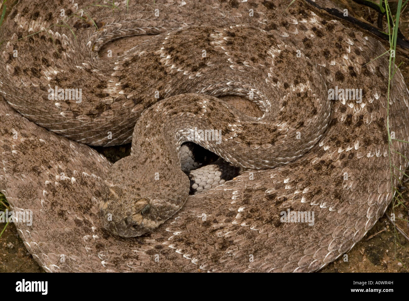 Western Diamondback Rattlesnake Crotalus atrox Sonoran Desert Arizona ...