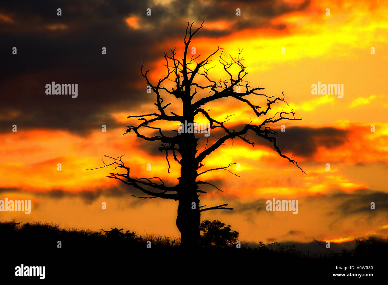 Burning fallen trees hi-res stock photography and images - Alamy