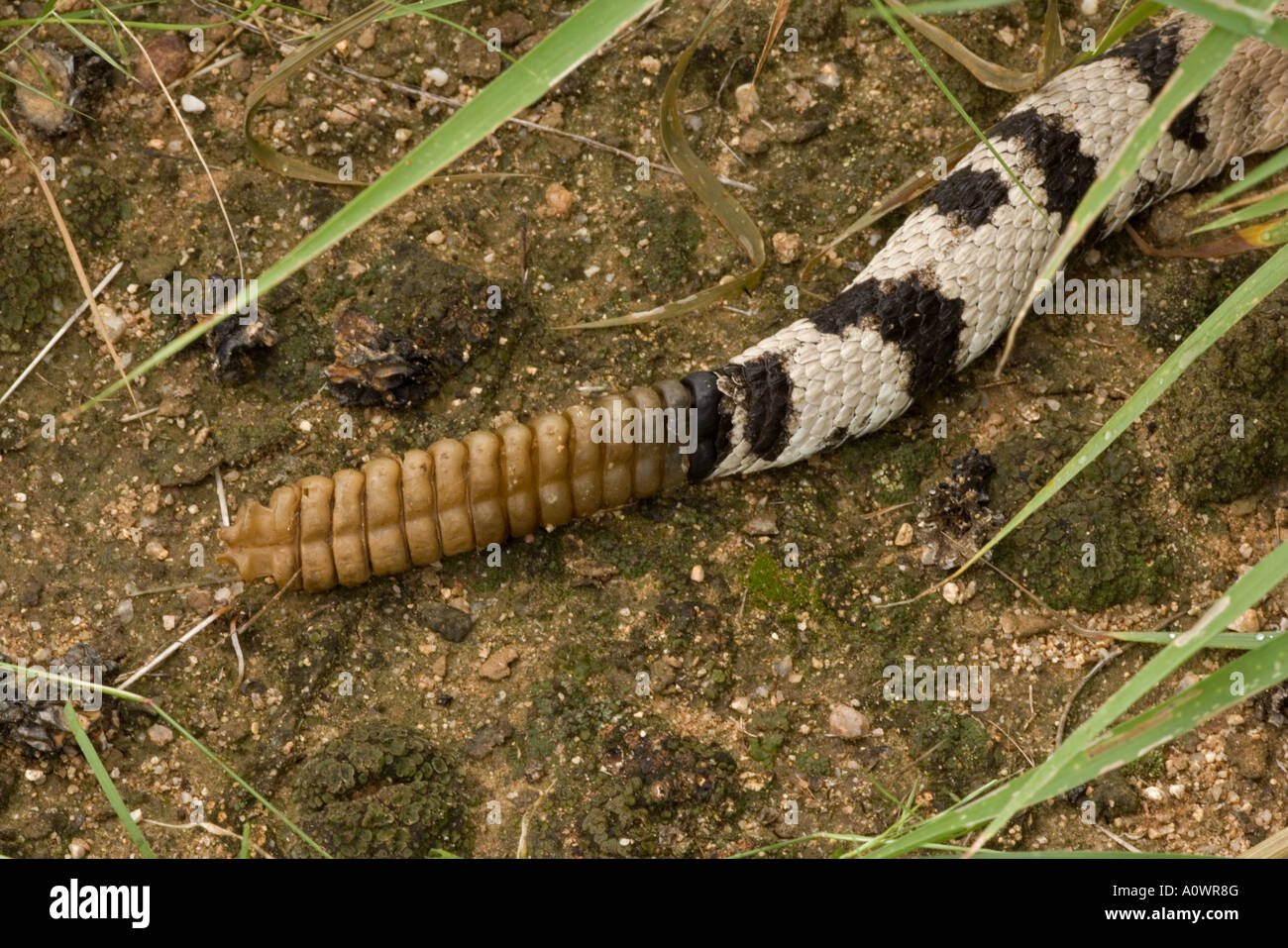 Western Diamondback Rattlesnake Rattle (Crotalus atrox) Sonoran Desert ...