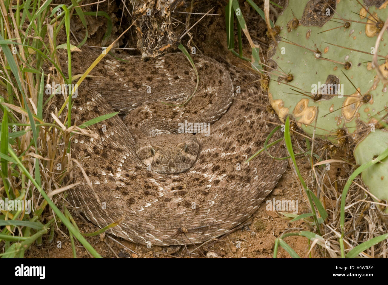 Western Diamondback Rattlesnake Crotalus atrox Sonoran Desert Arizona ...