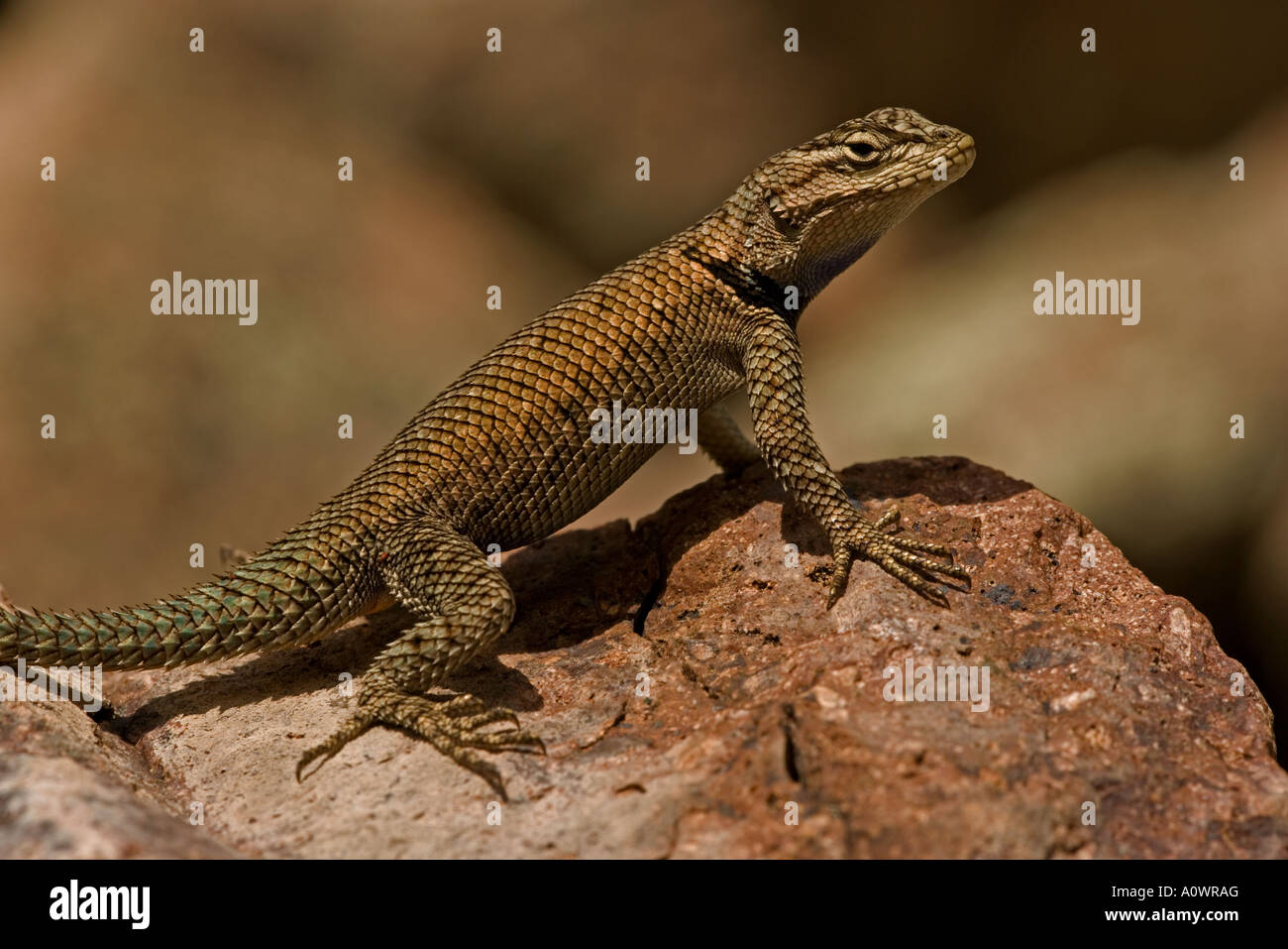 Mountain spiny lizard sceloporus jarrovii hi-res stock photography and images - Alamy