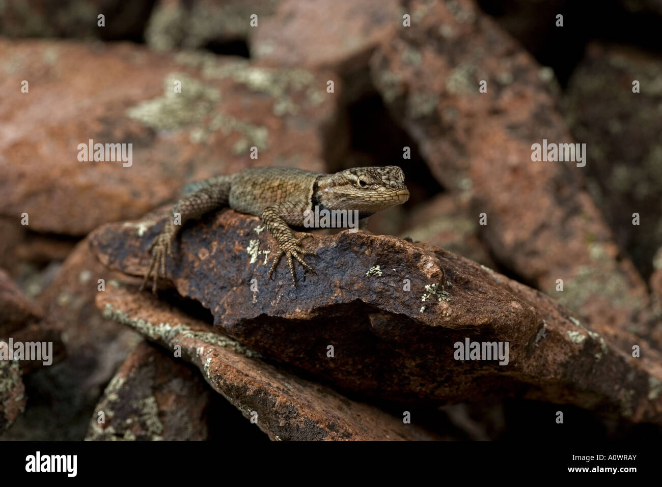 Mountain spiny lizard sceloporus jarrovii hi-res stock photography and images - Alamy