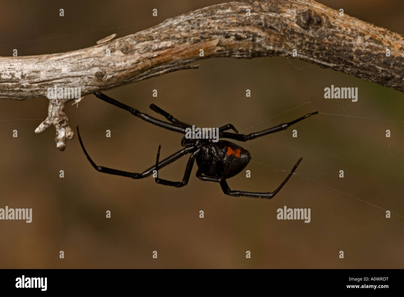 Black Widow Spider, Latrodectus hesperus. Female Arizona. USA Stock ...