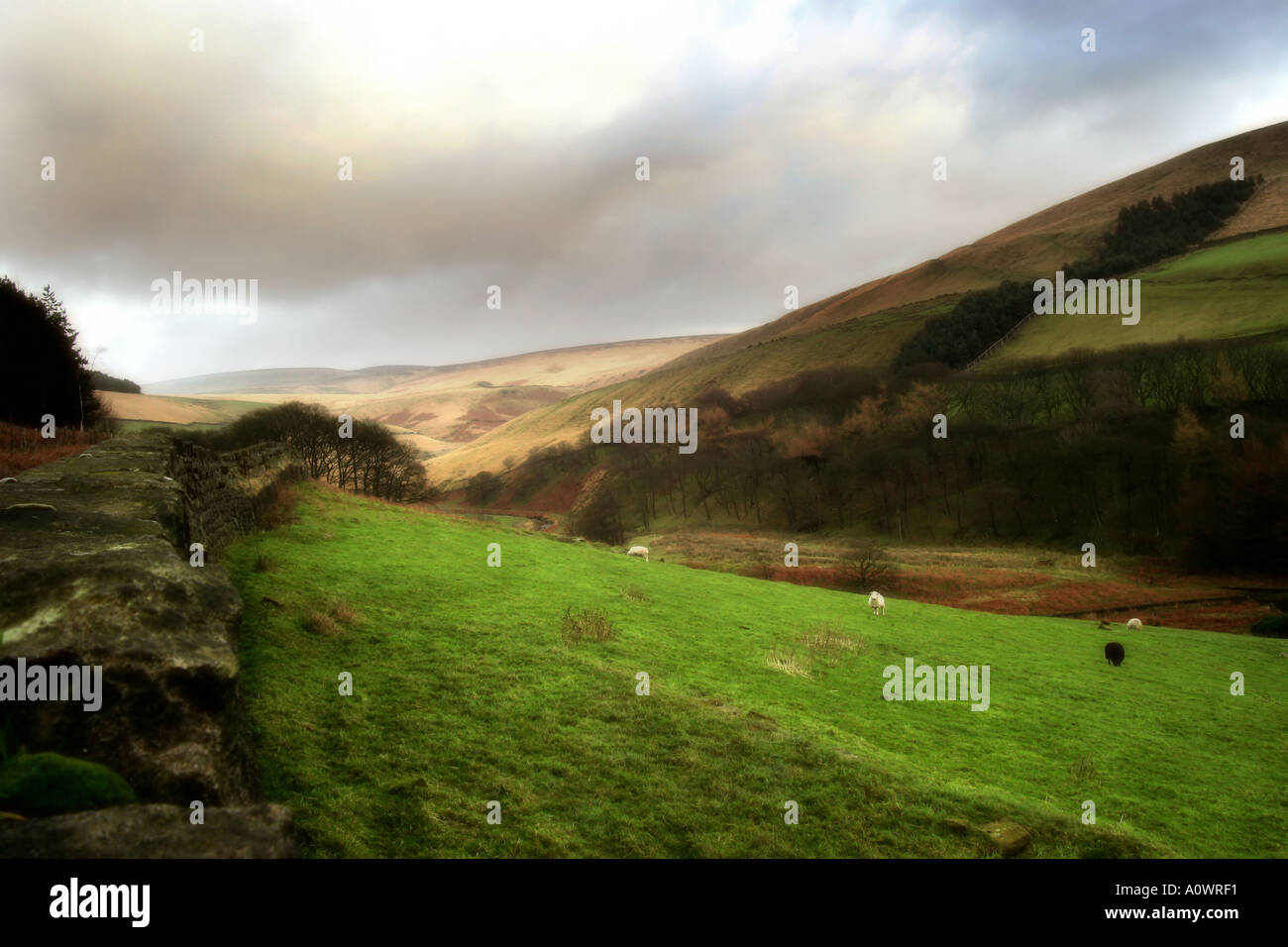 Autumn winter scene with rolling hills, stone walls and grazing sheep ...