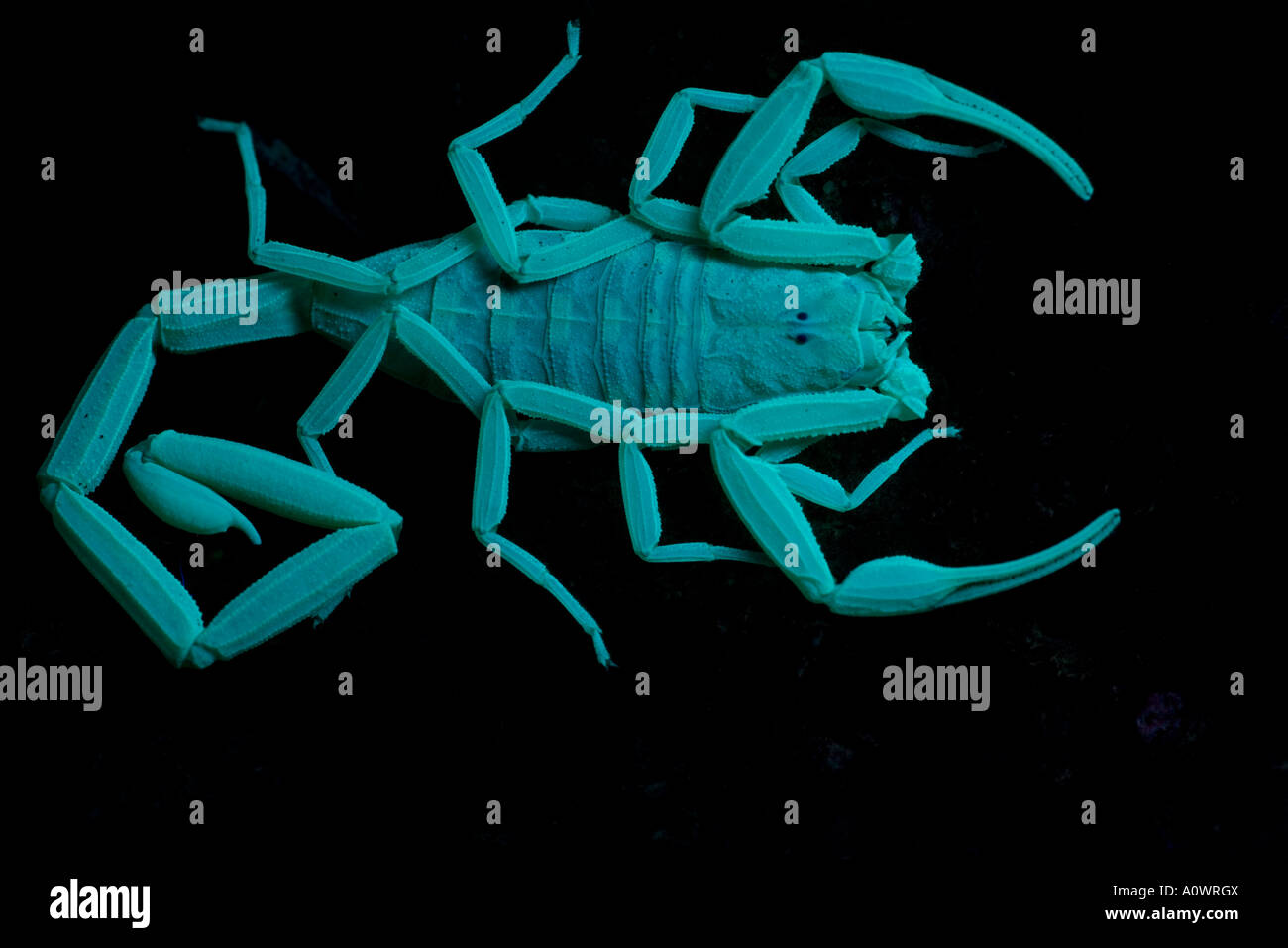 Bark Scorpion Centruroides exilicauda Photographed under UV light Stock ...