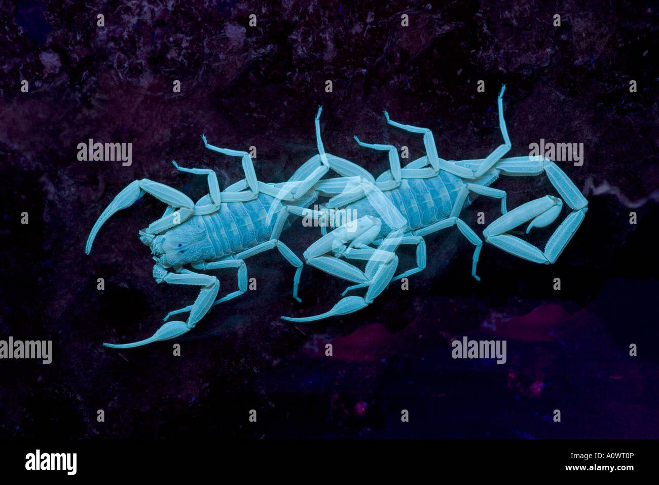 The Sculptured Bark Scorpion