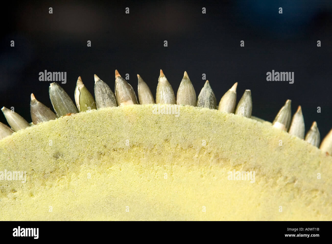 Close up of a Mexican Oblea sweet candy wafer with seeds attached to ...