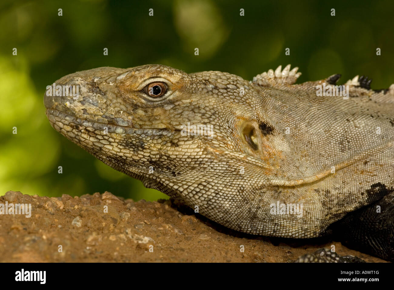 Ctenosaura Hemilopha