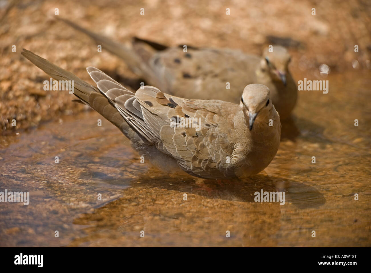 Mourning Doves Zenaida macroura Arizona Stock Photo - Alamy