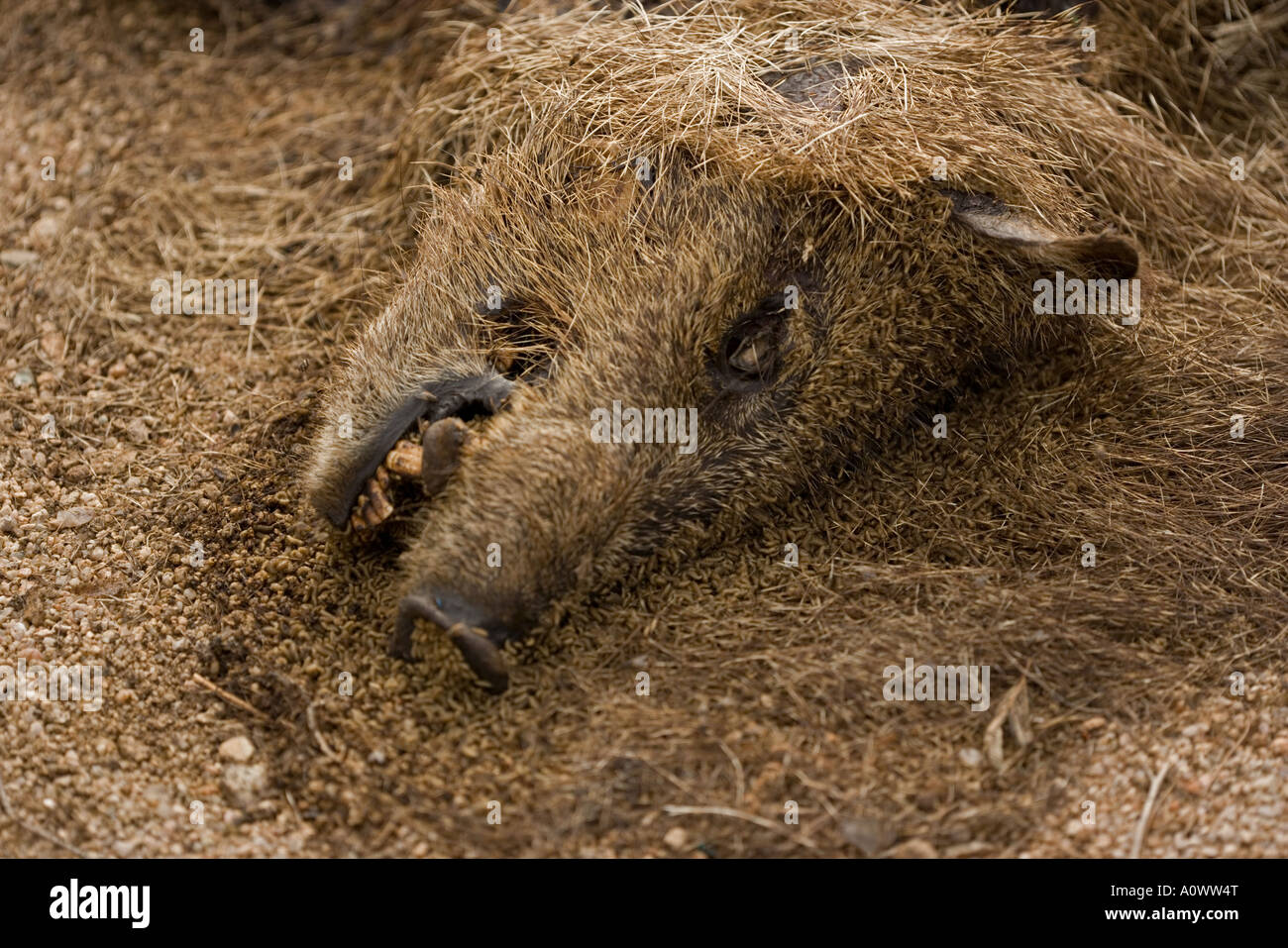 Maggots dead animal hi-res stock photography and images - Alamy