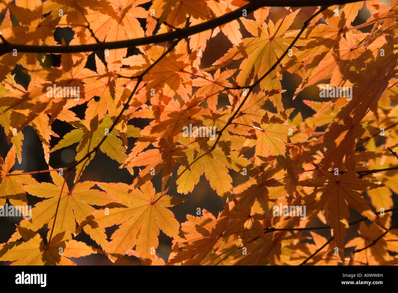 Japanese maple leaf Acer Japonicum branch at Kyoto Japan Stock Photo ...