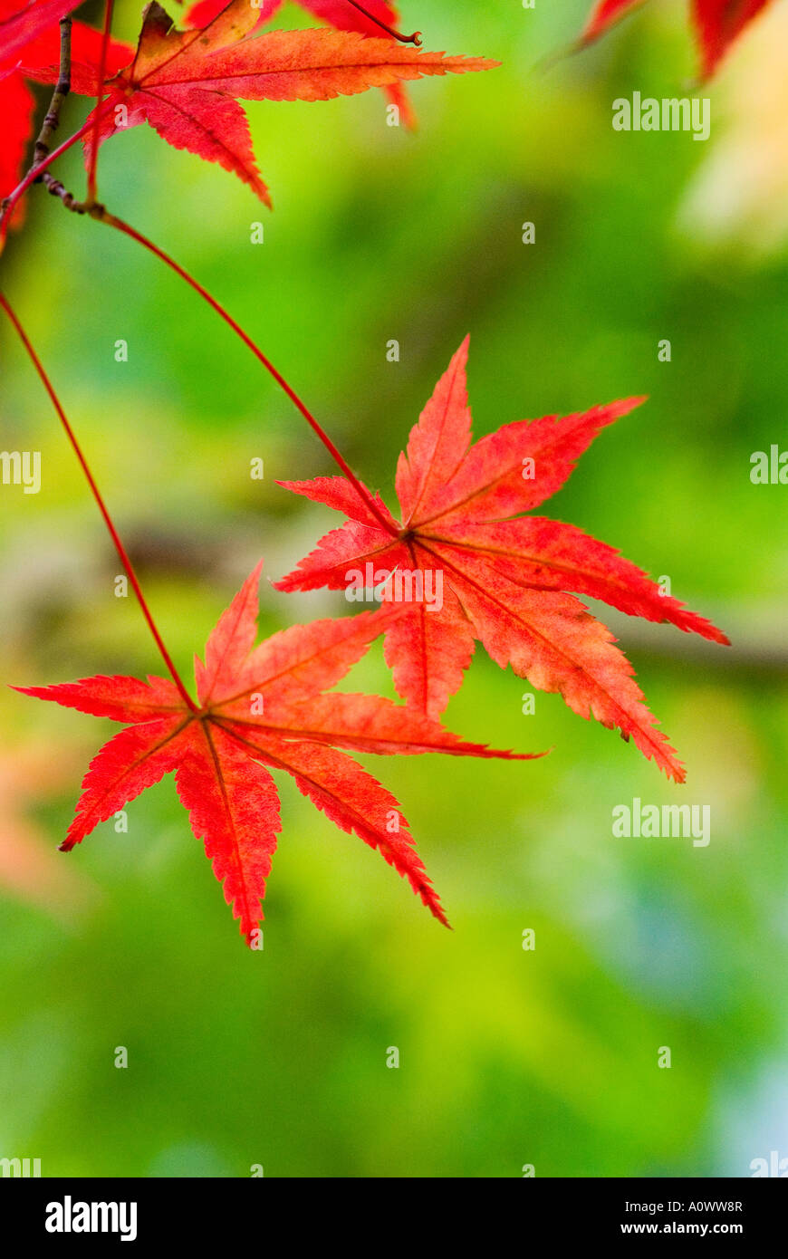 Japanese maple leaf Acer Japonicum Kyoto Japan Stock Photo - Alamy