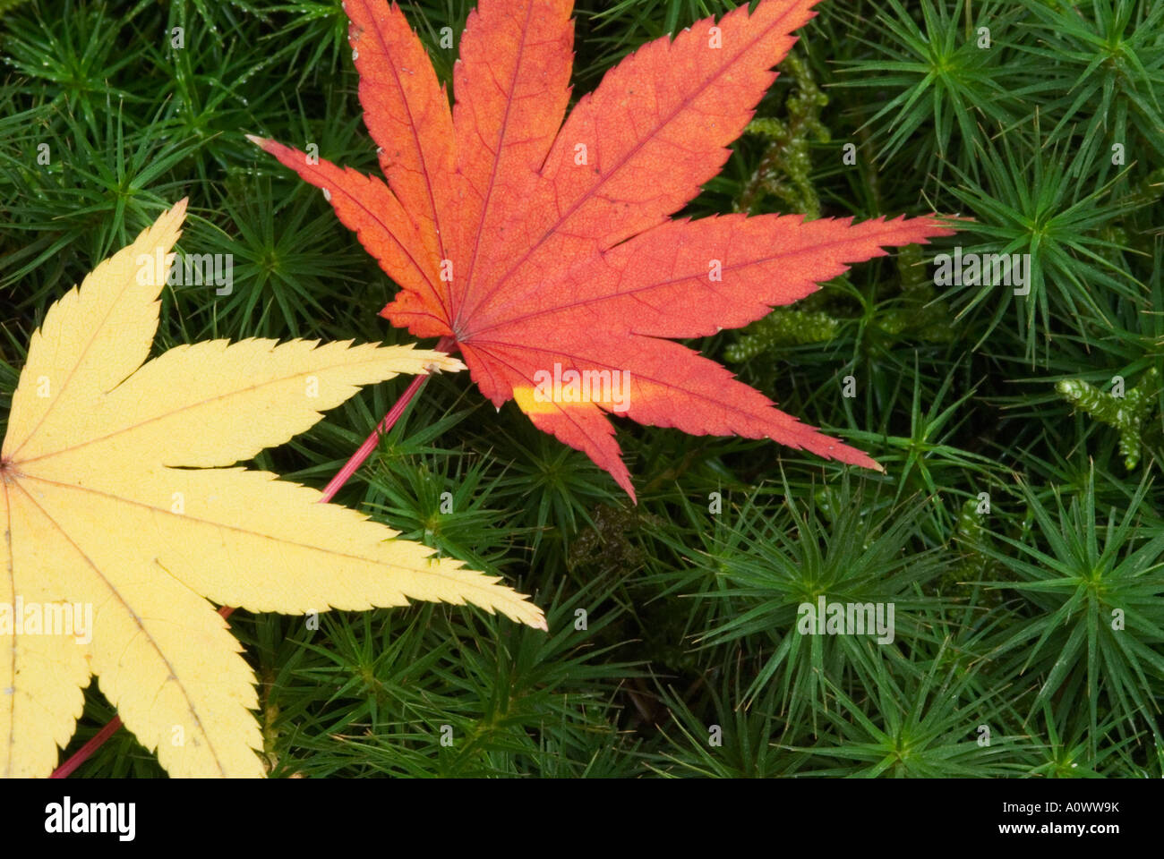 Japanese maple leaf Acer Japonicum Kyoto Japan Stock Photo - Alamy