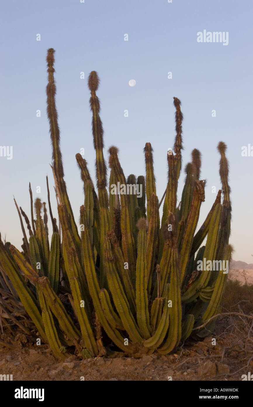 Sonoran moon over Oregon Pipe Stock Photo - Alamy