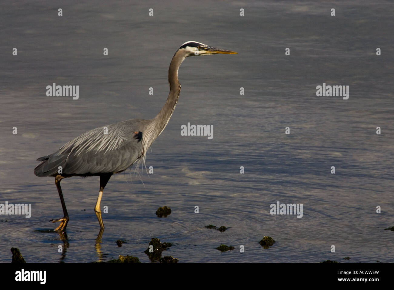 this is my territory! Stock Photo - Alamy