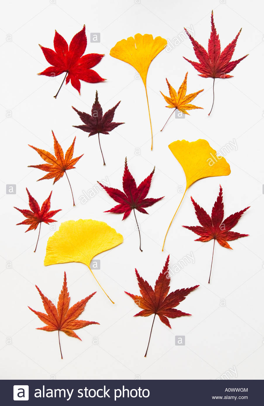Autumn leaves Japan Stock Photo, Royalty Free Image: 10078291 - Alamy