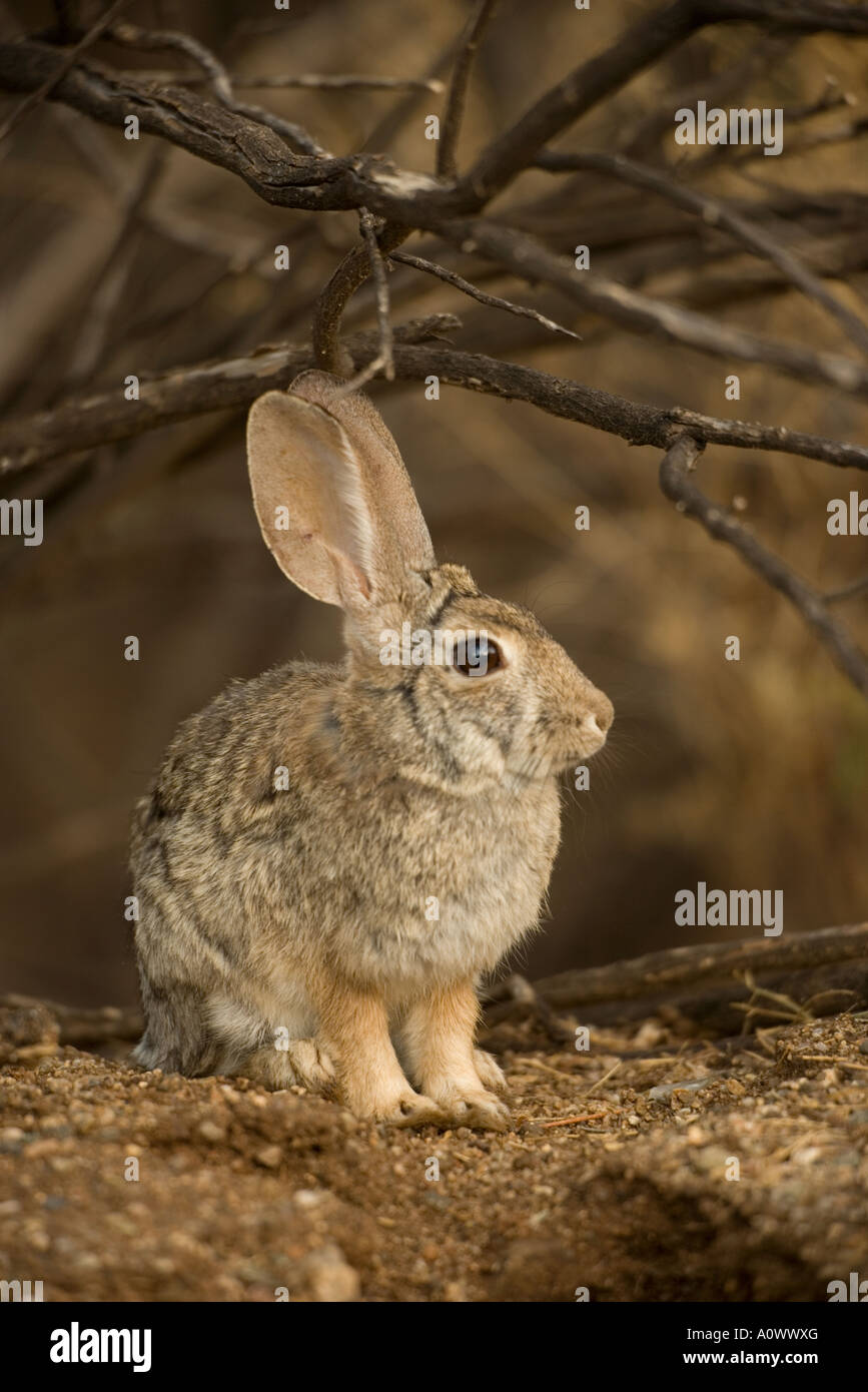 Rabbits tail hi-res stock photography and images - Alamy