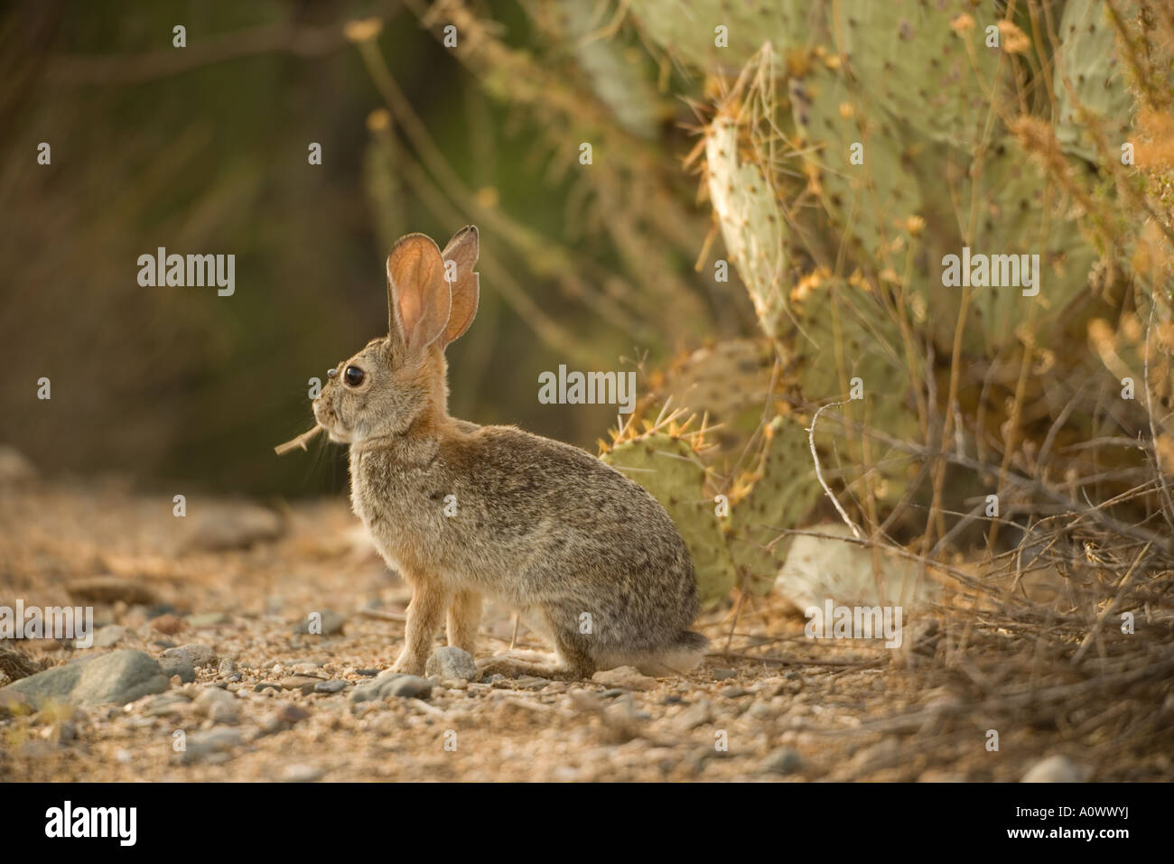 Desert Cottontail Sylvilagus auduboni Arizona Stock Photo - Alamy