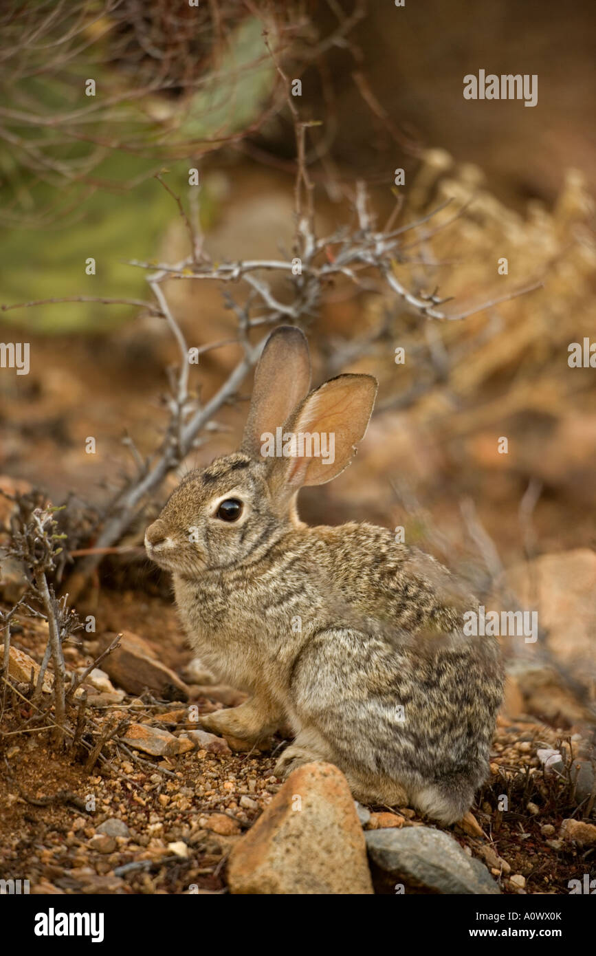 Desert Cottontail Sylvilagus auduboni Arizona Stock Photo - Alamy