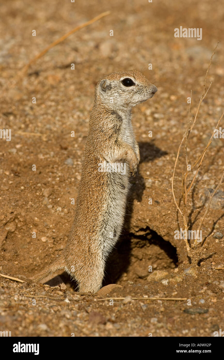 Round tail ground squirrel hi-res stock photography and images - Alamy