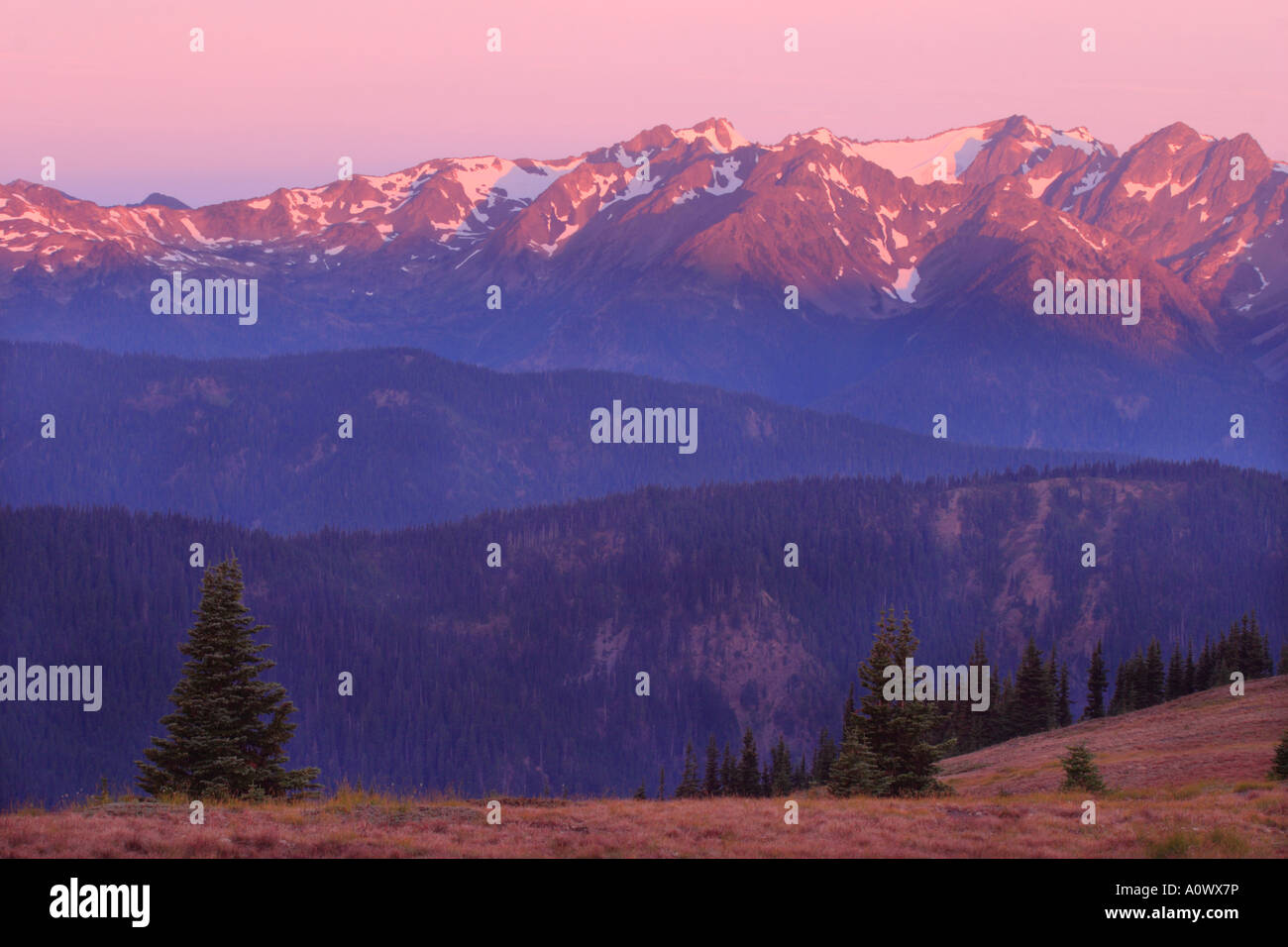 Dawn over the Bailey range mountains from high alpine meadow in Olympic ...