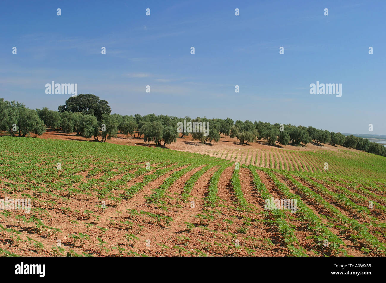 Spanish fields in the summer with lake trees and flowers Stock Photo ...