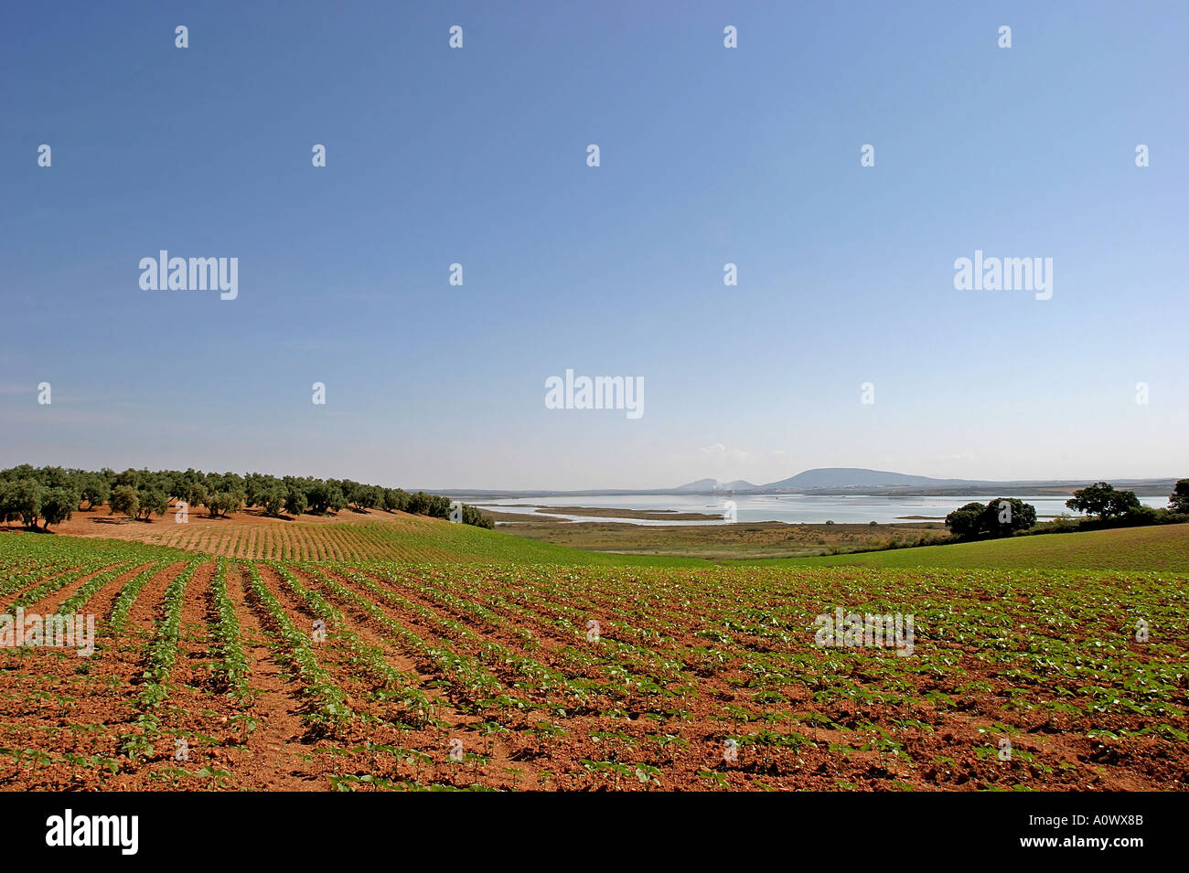 Spanish fields in the summer with lake and flowers Stock Photo - Alamy