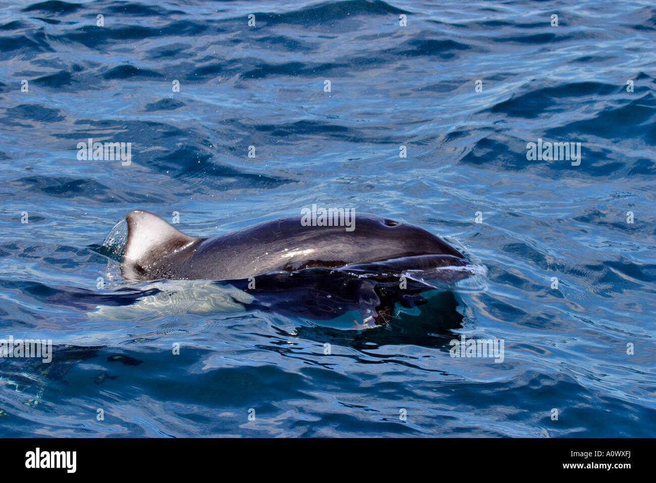 Dall's porpoise hi-res stock photography and images - Alamy