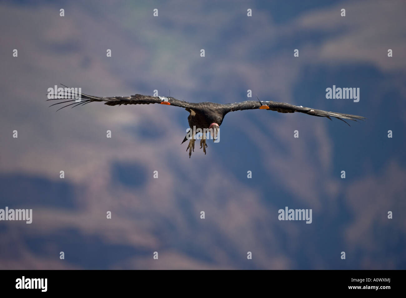 California Condor Gymnogyps californianus Arizona Endangered species ...