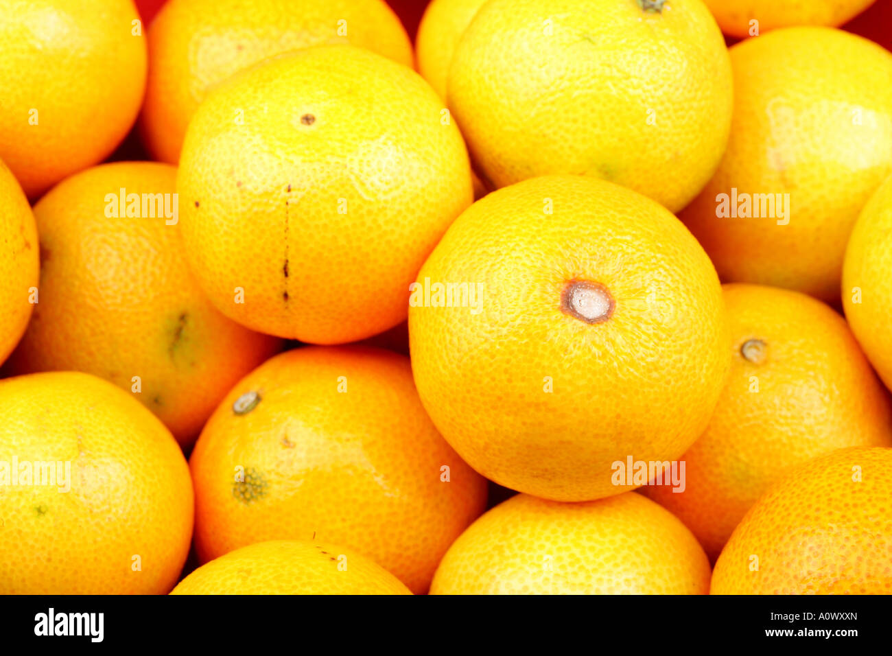 Fresh Ripe Healthy Whole Oranges, Closeup With No People Stock Photo ...