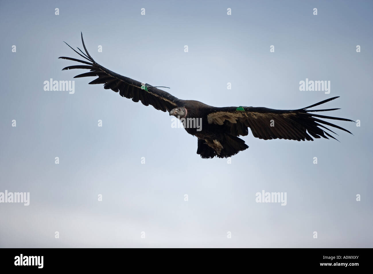 California Condor Gymnogyps californianus Arizona Stock Photo - Alamy