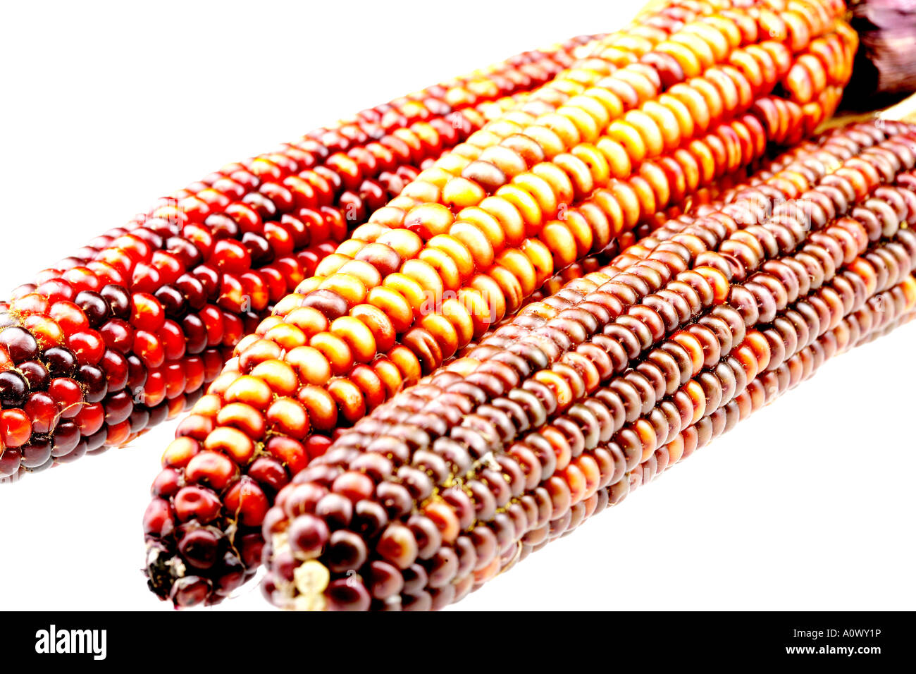 Whole Delicious Healthy Dried Indian Sweetcorn, Isolated On White With ...