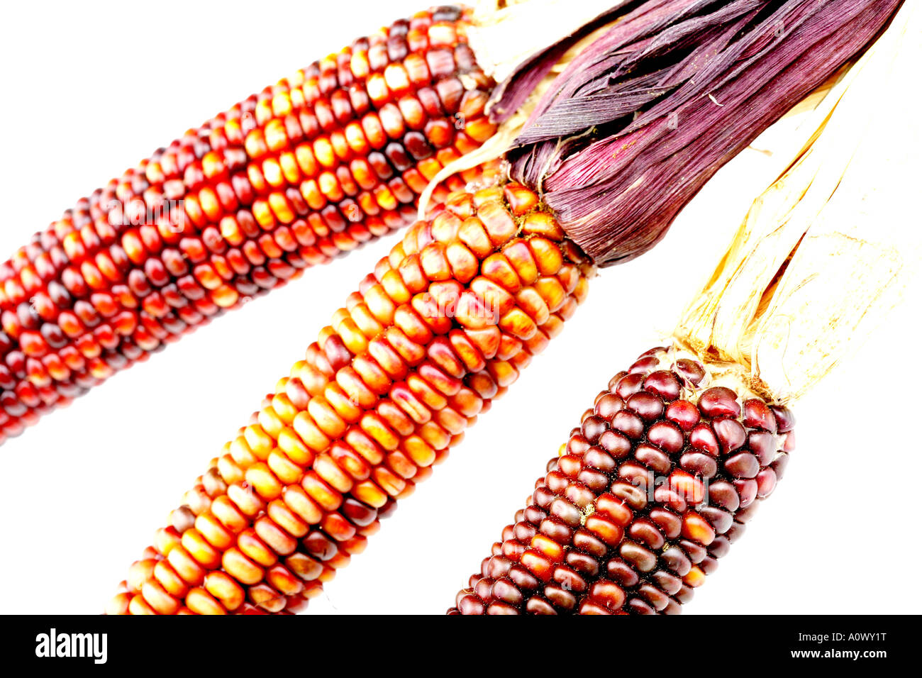 Whole Delicious Healthy Dried Indian Sweetcorn, Isolated On White With ...