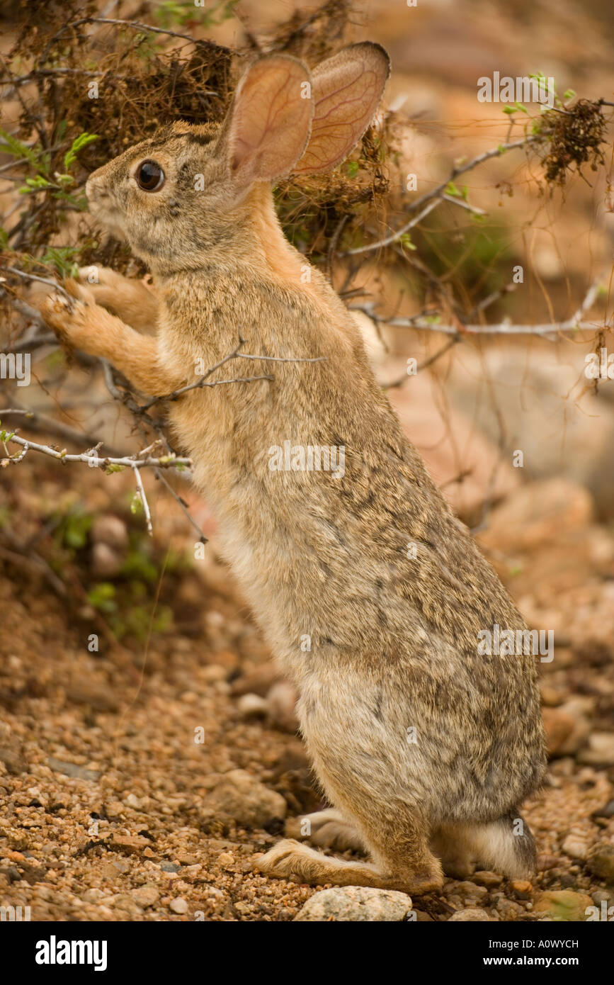 Desert Cottontail Sylvilagus auduboni Arizona Sonoran desert Stock ...