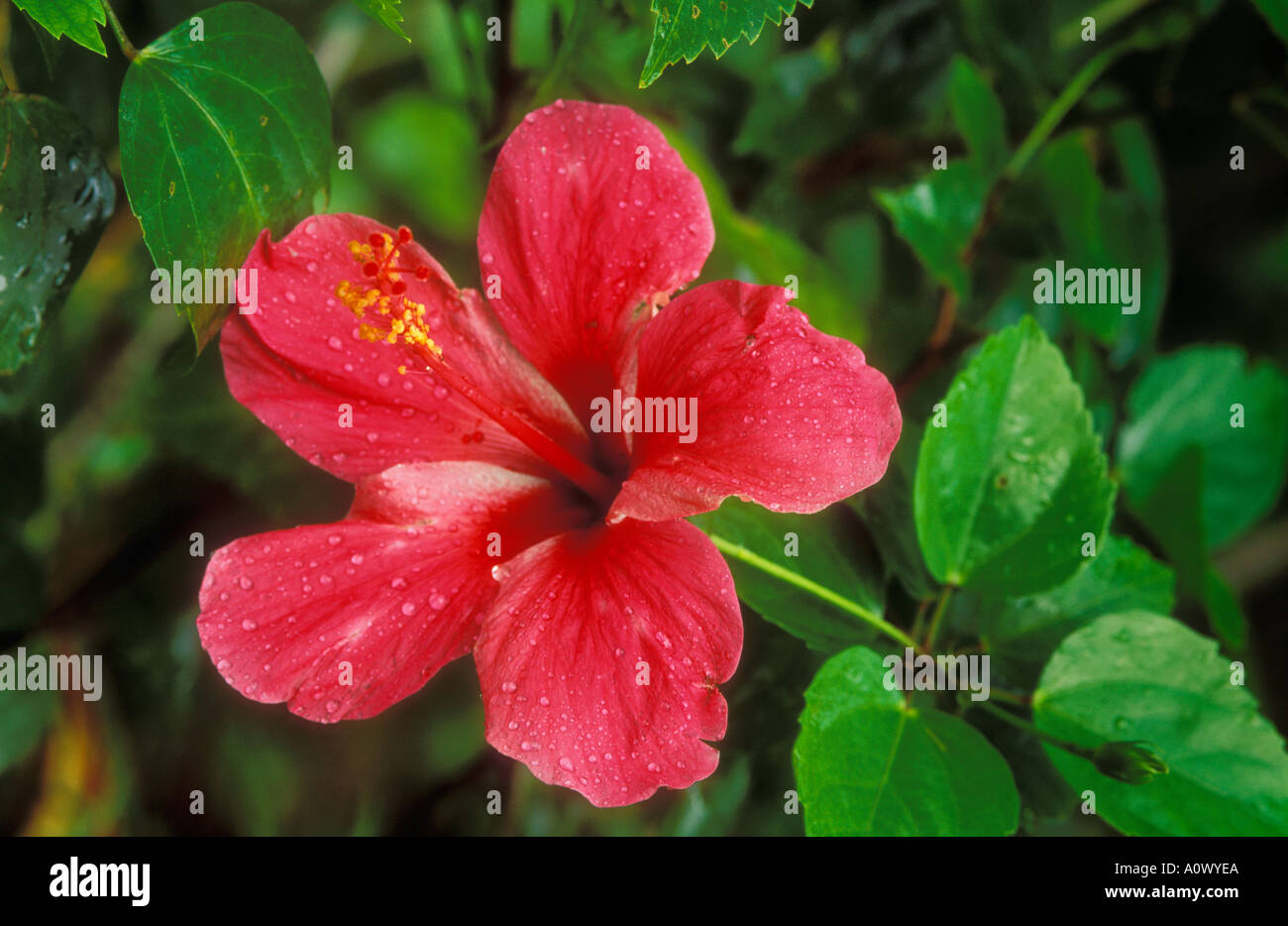 Palau Flowers High Resolution Stock Photography and Images - Alamy