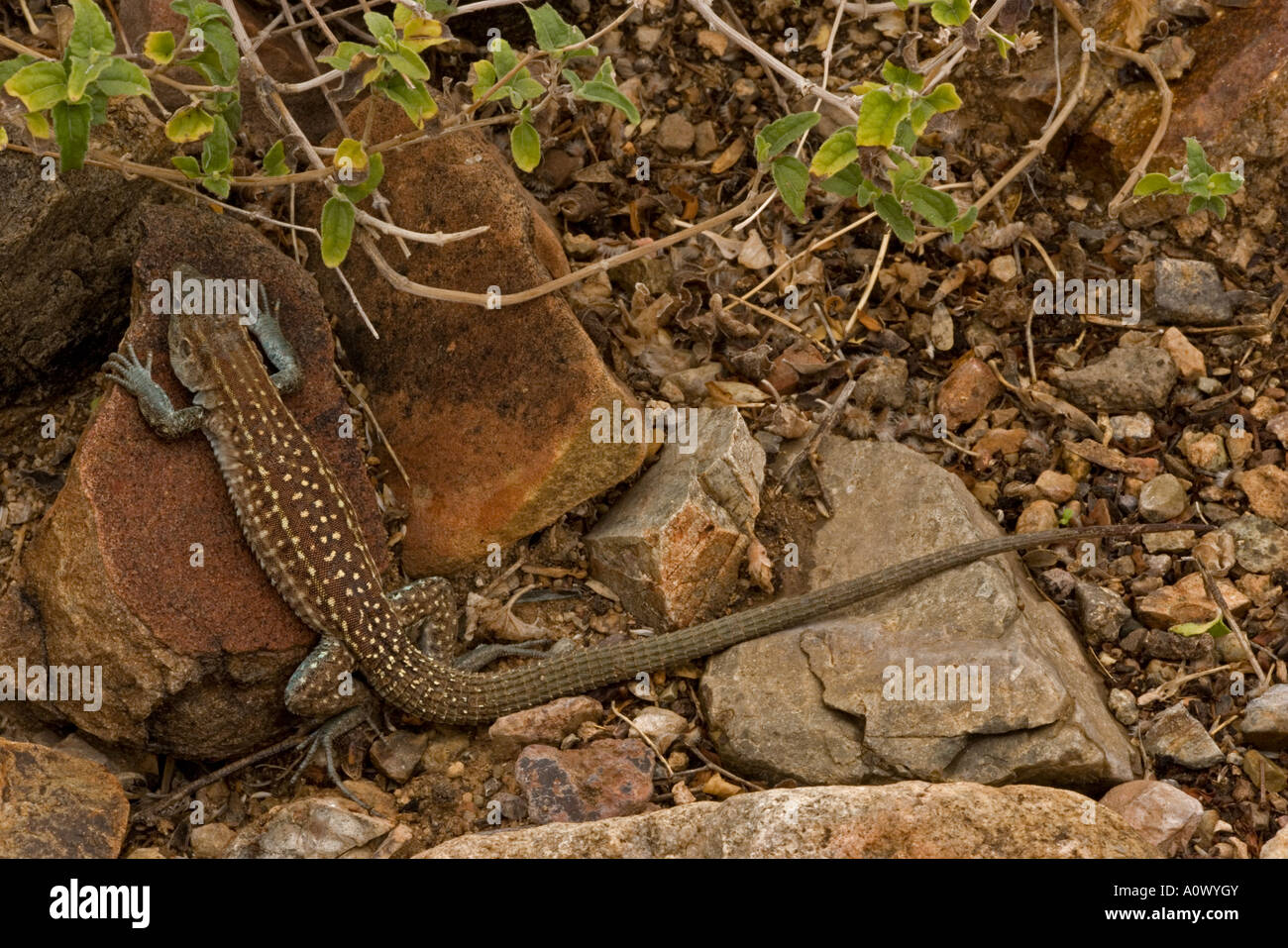 Sonoran Spotted Whiptail Cnemidophorus sonorae Arizona USA Stock Photo ...