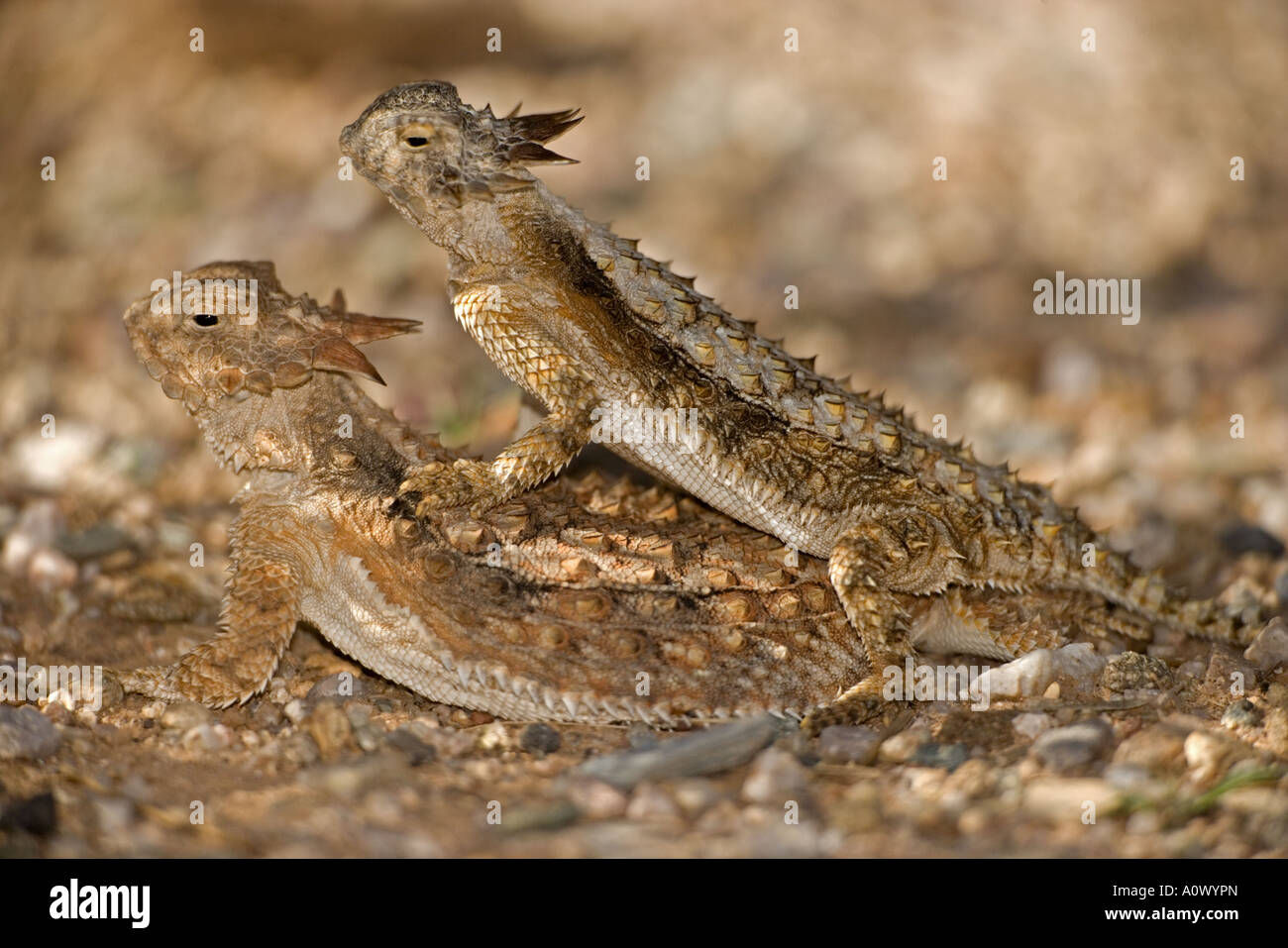 Regal Horned Lizard Phrynosoma solare Arizona Pair mating Stock Photo ...