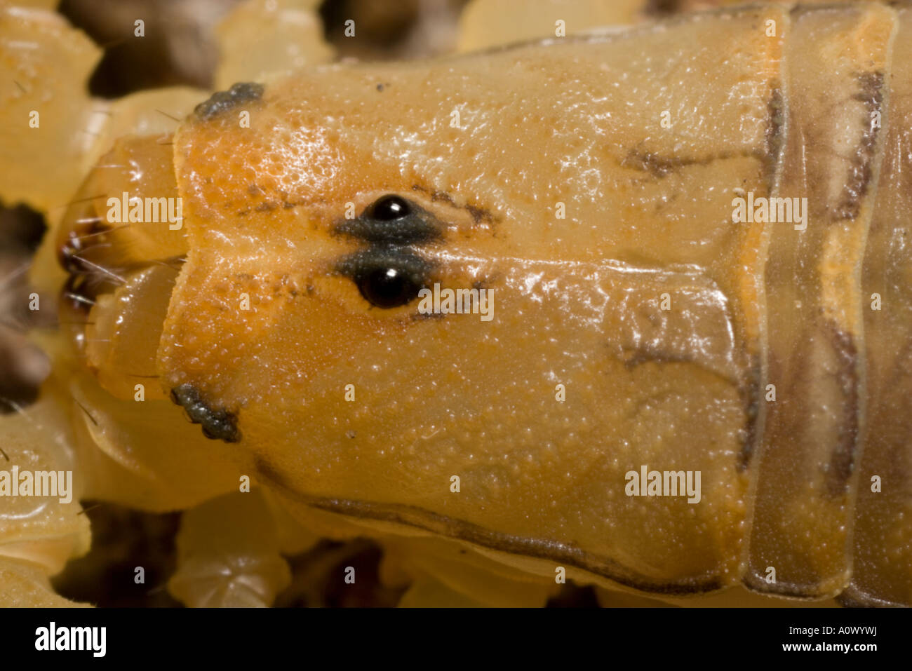 Bark Scorpion Centruroides exilicauda Closeup of head Arizona Stock ...